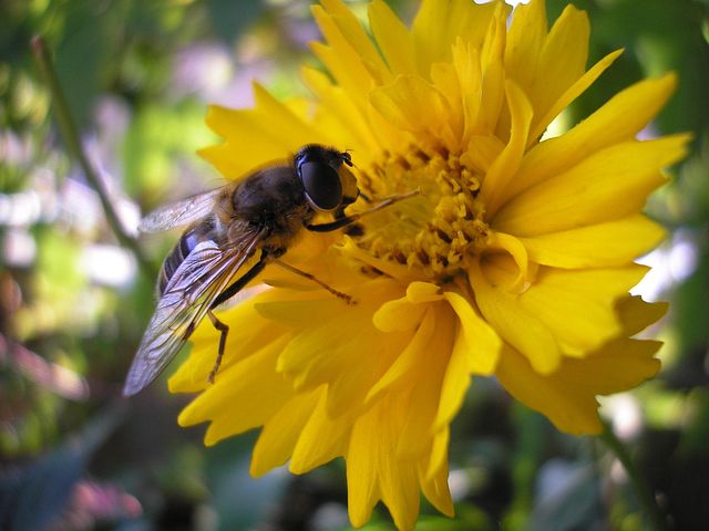 500+ Free Hoverflies & Hoverfly Images - Pixabay