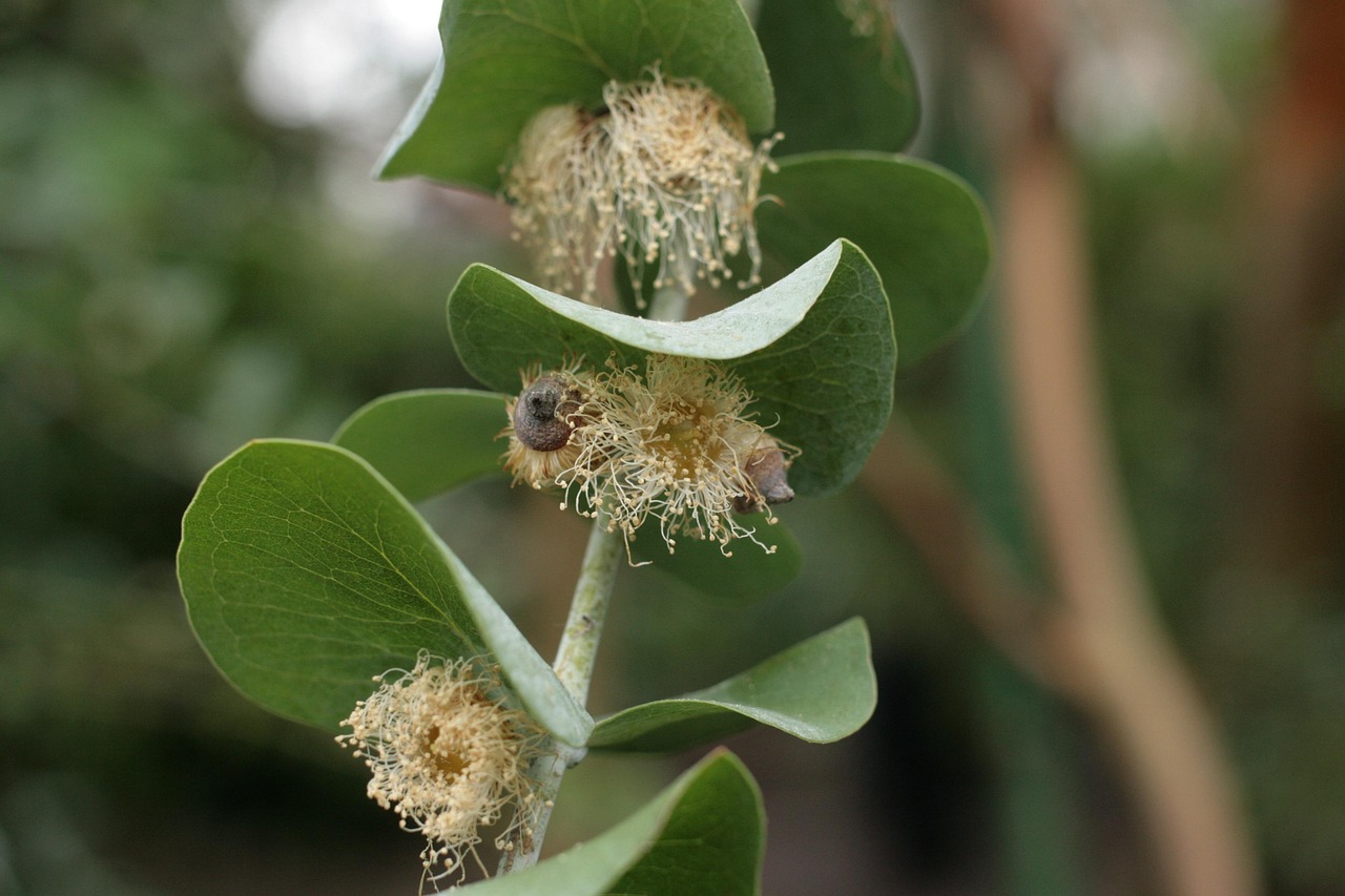 Más de 500 imágenes gratis de Eucalyptus y Eucalipto - Pixabay