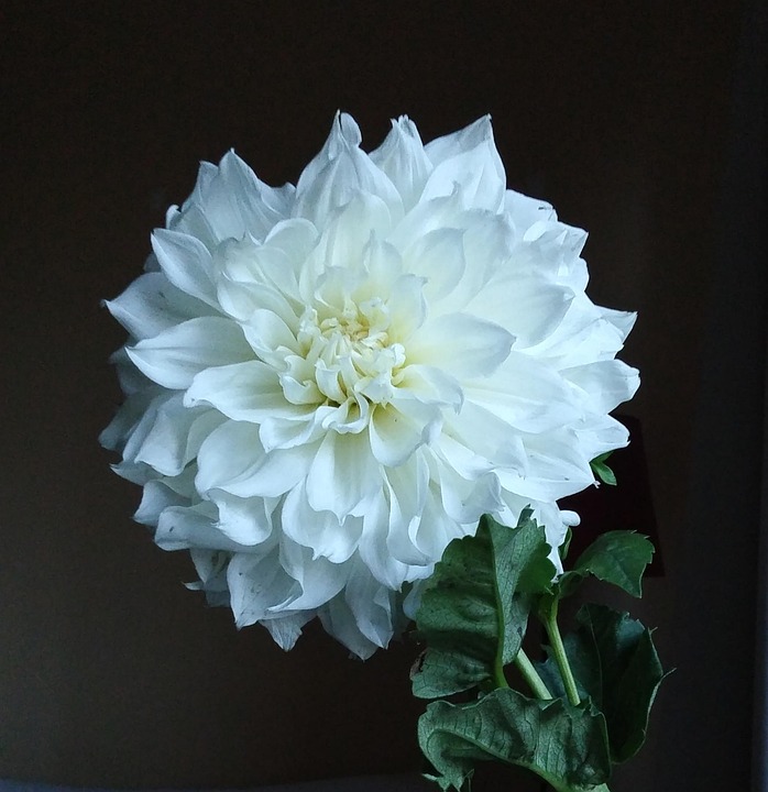 Dahlia Bunga Tanaman - Foto gratis di Pixabay - Pixabay