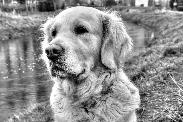Cachorro Doméstico Canídeos - Foto gratuita no Pixabay - Pixabay