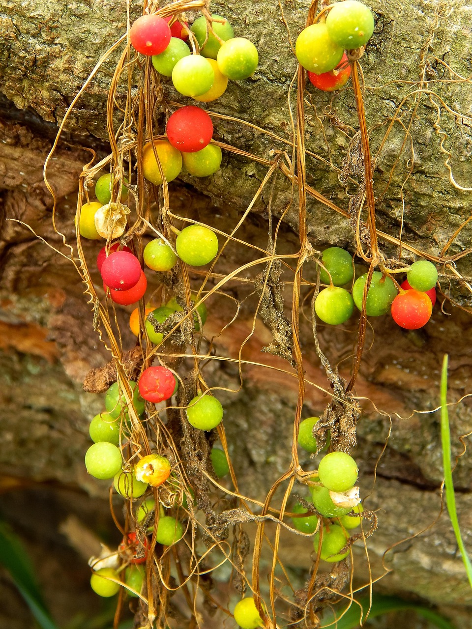 Nature Outdoors Plant - Free photo on Pixabay - Pixabay