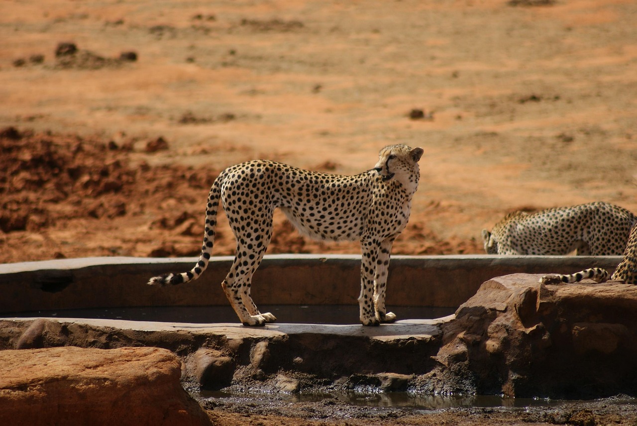 1,000+ Free Cheetah Pictures & Images in HD - Pixabay