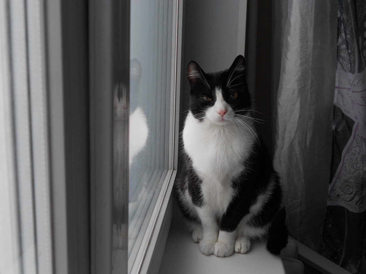 Portrait One Cat - Free photo on Pixabay