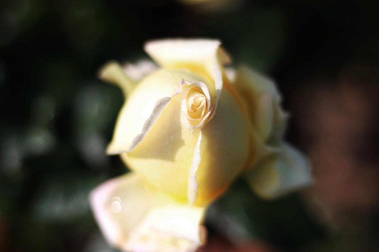 Flor Flora Pétala - Foto gratuita no Pixabay - Pixabay