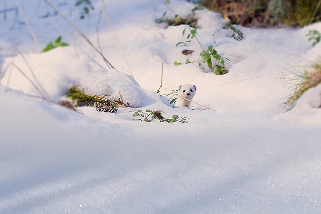 100+ Free Weasel & Nature Images - Pixabay