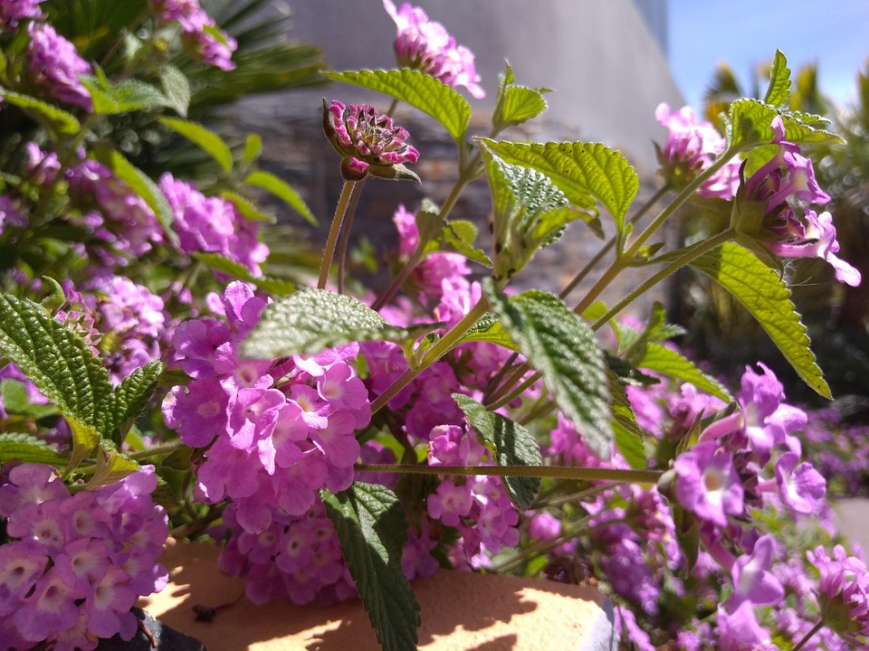 Flower Plant Nature - Free photo on Pixabay
