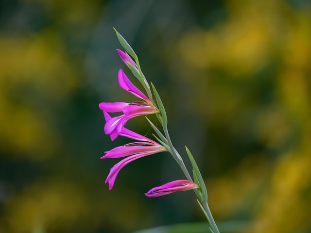 Gladiolus Italicus Common - Free photo on Pixabay