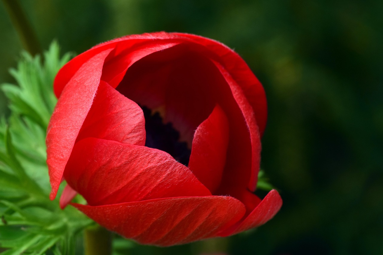 Merah Mekar Opium Bunga - Foto gratis di Pixabay - Pixabay