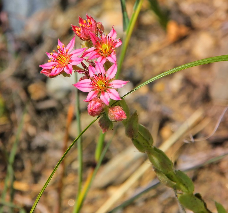 La Nature Fleur Plante - Photo gratuite sur Pixabay - Pixabay
