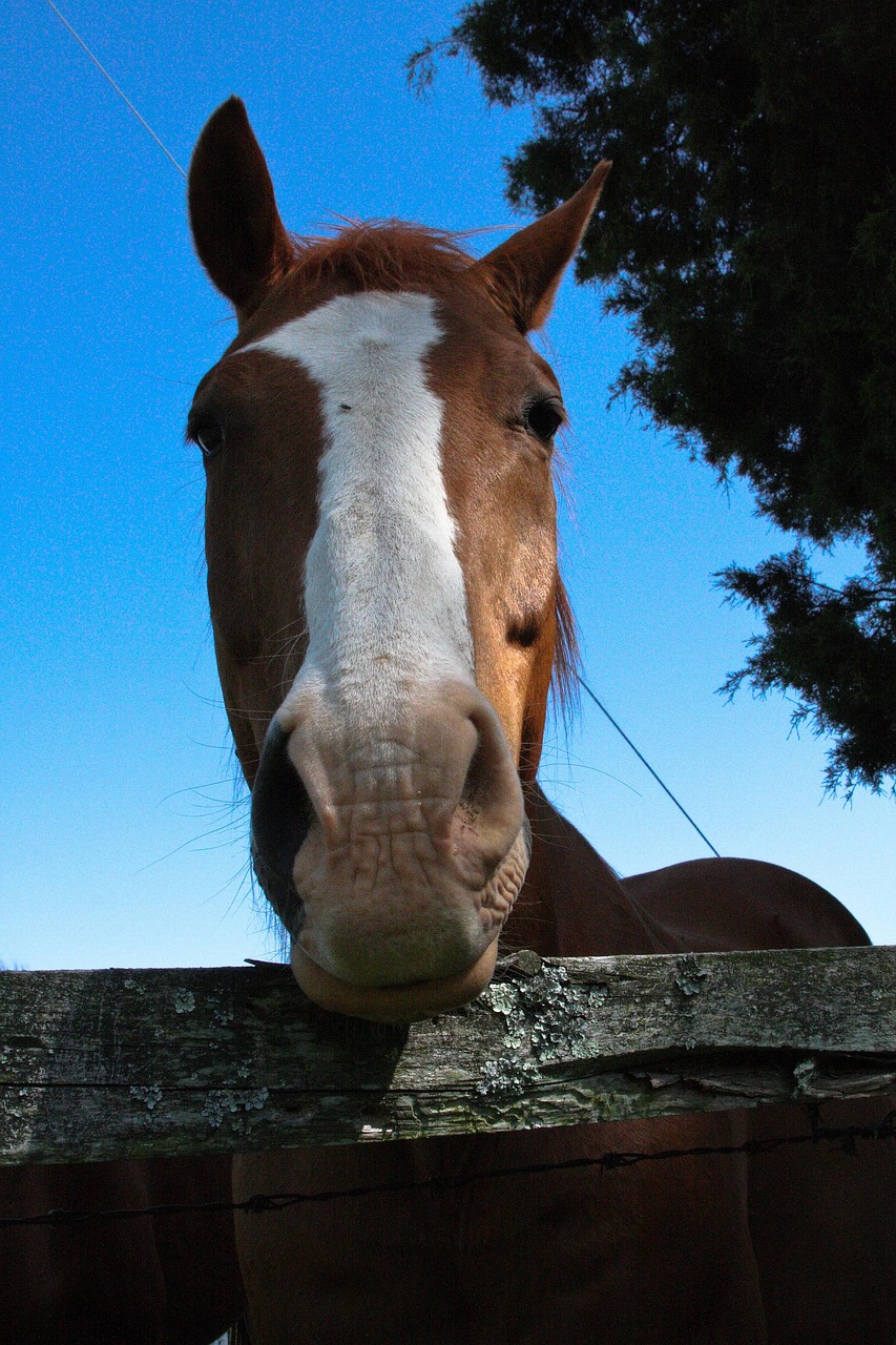 Animal Naturaleza Caballo - Foto gratis en Pixabay