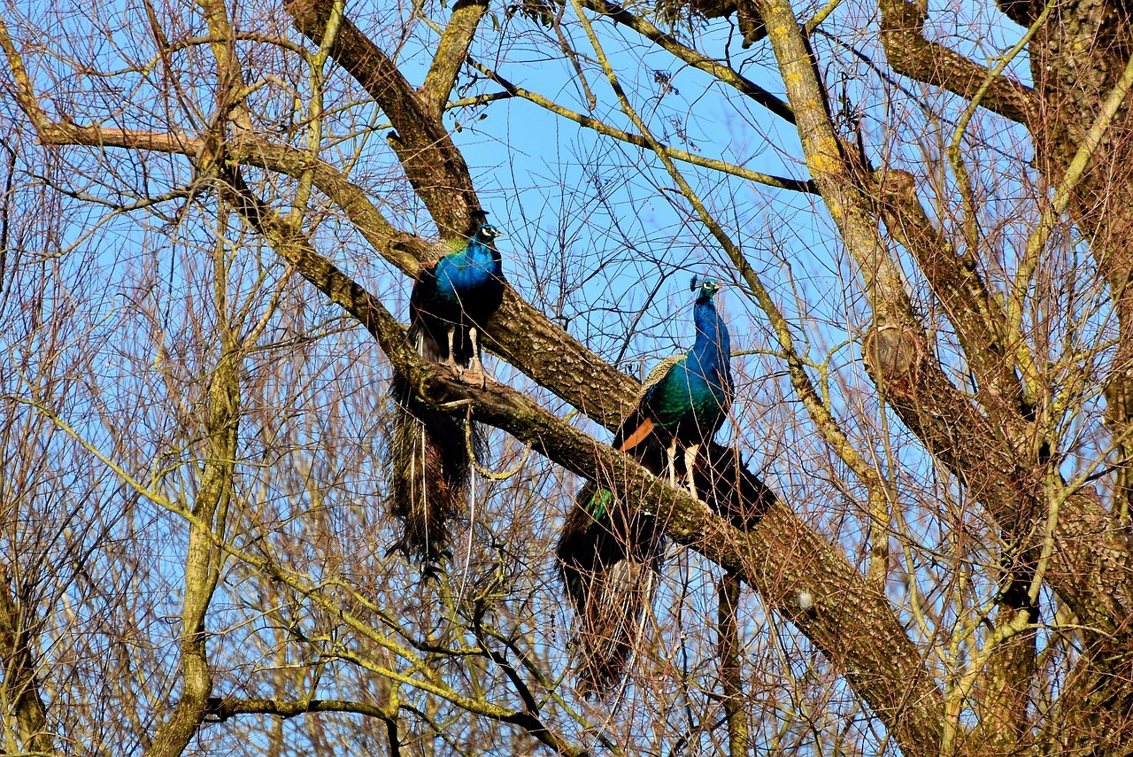 3,000+ Free Peacock & Nature Photos - Pixabay