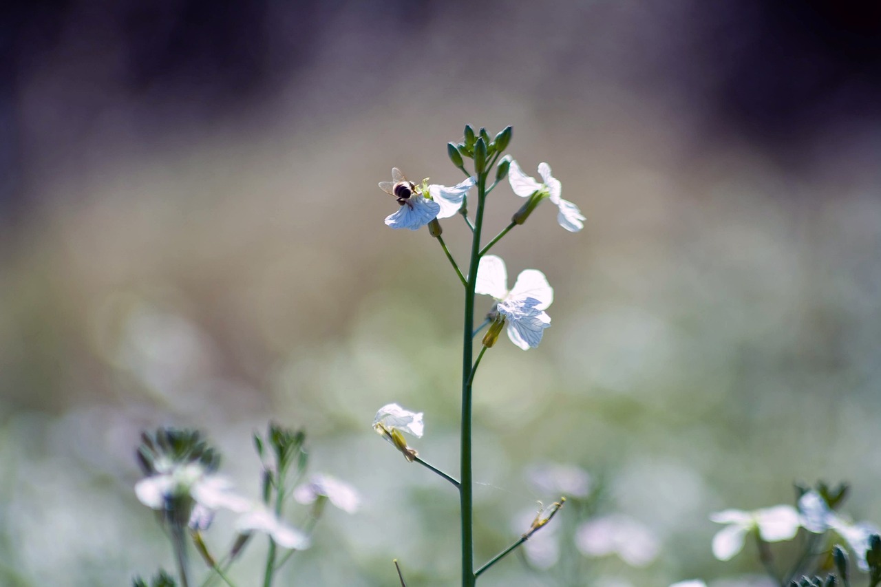 Nature Fleur En Plein Air - Photo gratuite sur Pixabay - Pixabay