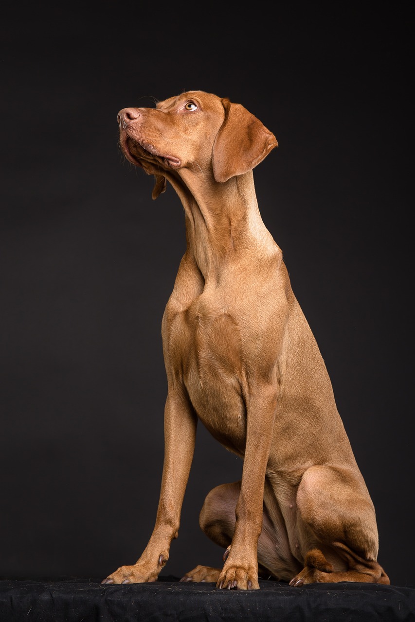40,000+ Free Dog & Animal Images - Pixabay