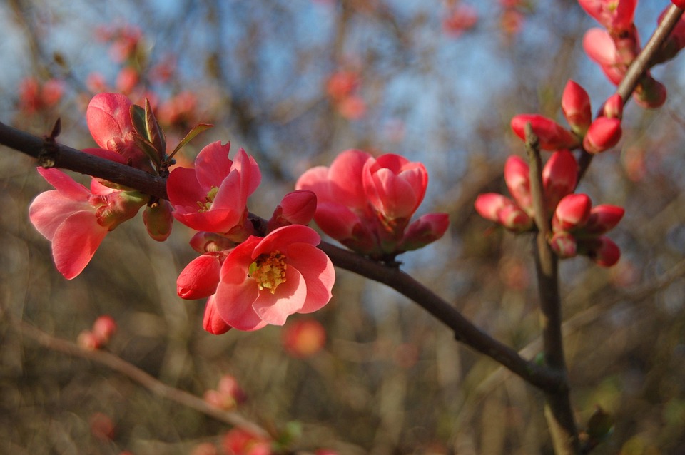 Tree Branch Flower - Free photo on Pixabay - Pixabay