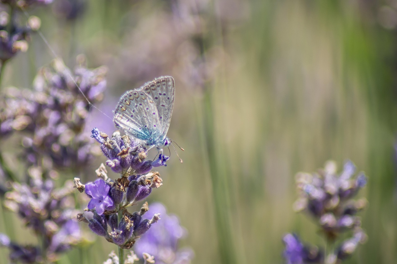 Fleur Nature Flore En Plein - Photo gratuite sur Pixabay - Pixabay