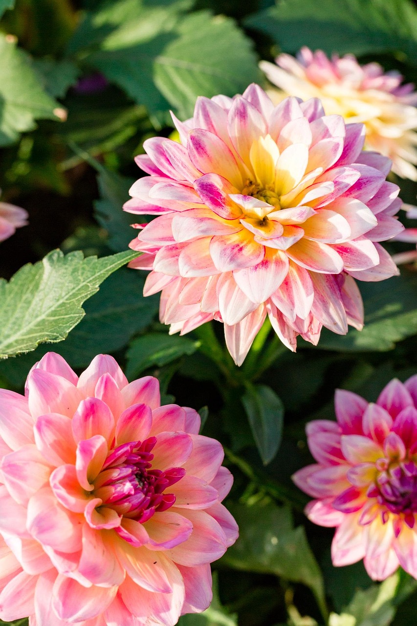 Flower Plant Nature - Free photo on Pixabay - Pixabay