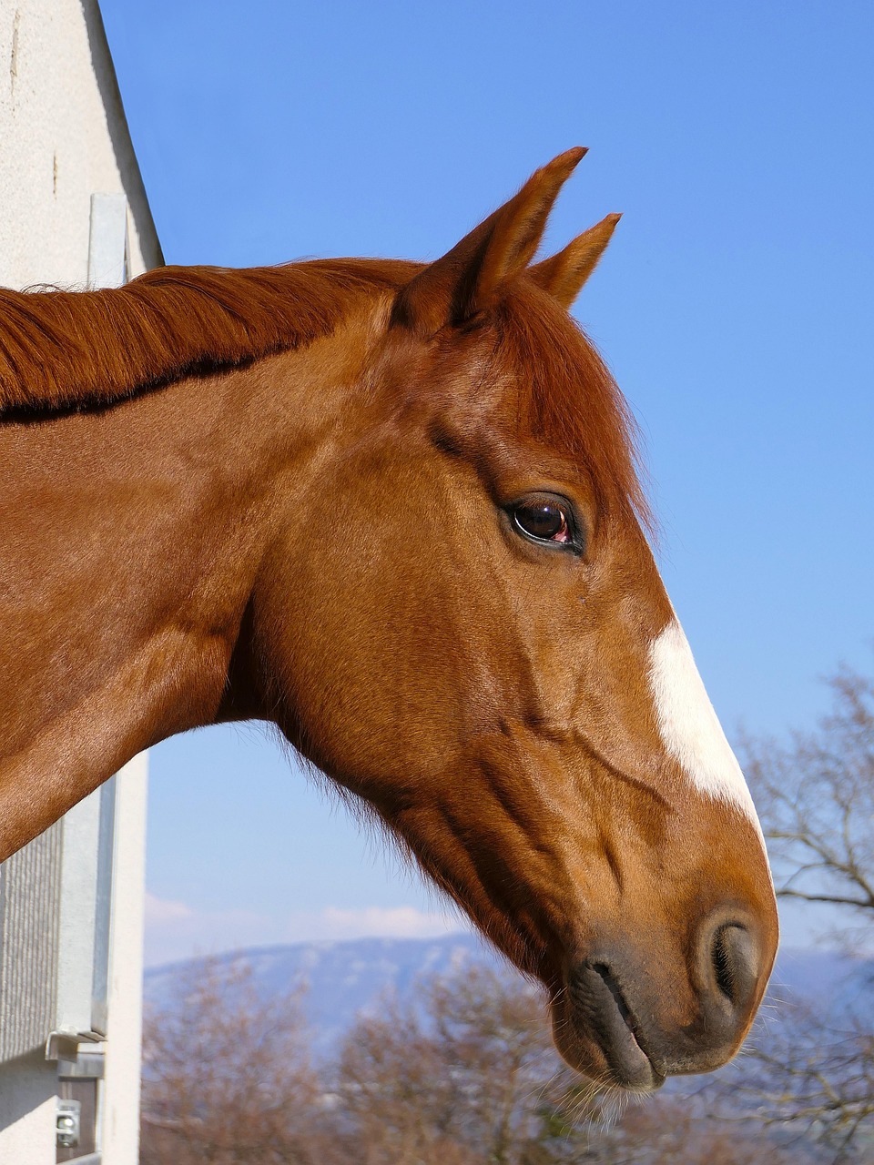 Horse Head Portrait Free Photo On Pixabay Horse Head Portrait Free Photo On Pixabay