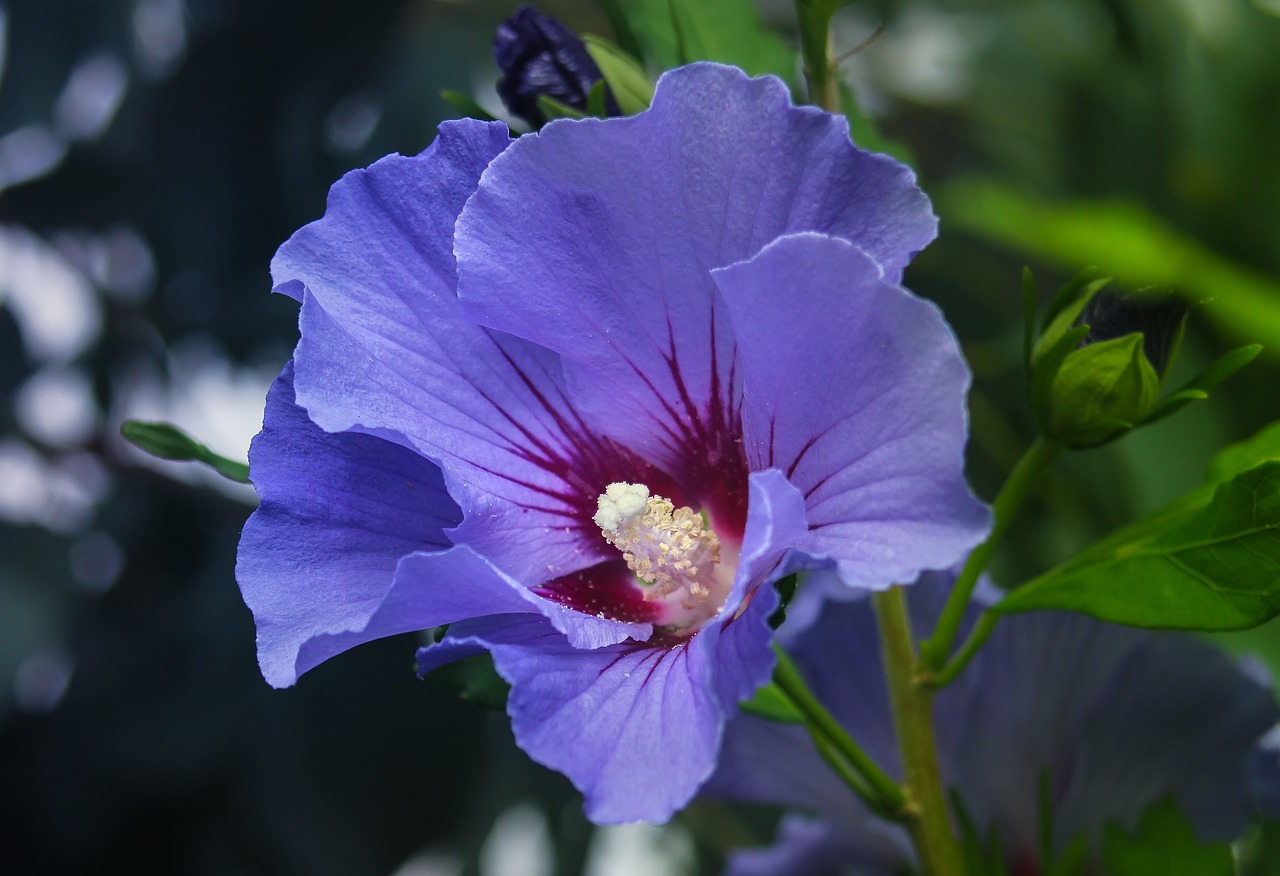3,000+ Free Hibiscus & Nature Images - Pixabay