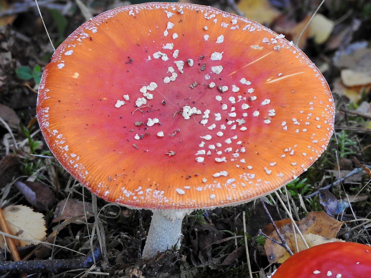 Champignon Bois En Plein Air - Photo gratuite sur Pixabay - Pixabay