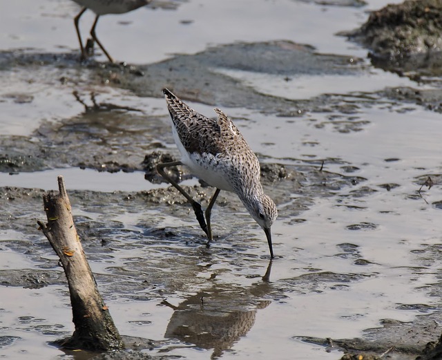 Green Shank Wild Bird - Free photo on Pixabay - Pixabay