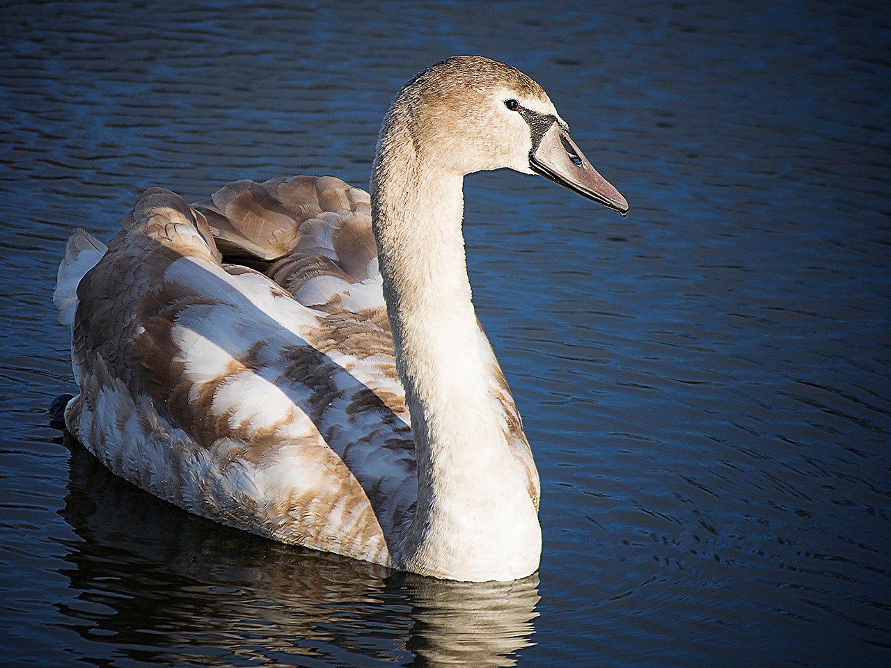 Swan Water Bird - Free photo on Pixabay - Pixabay