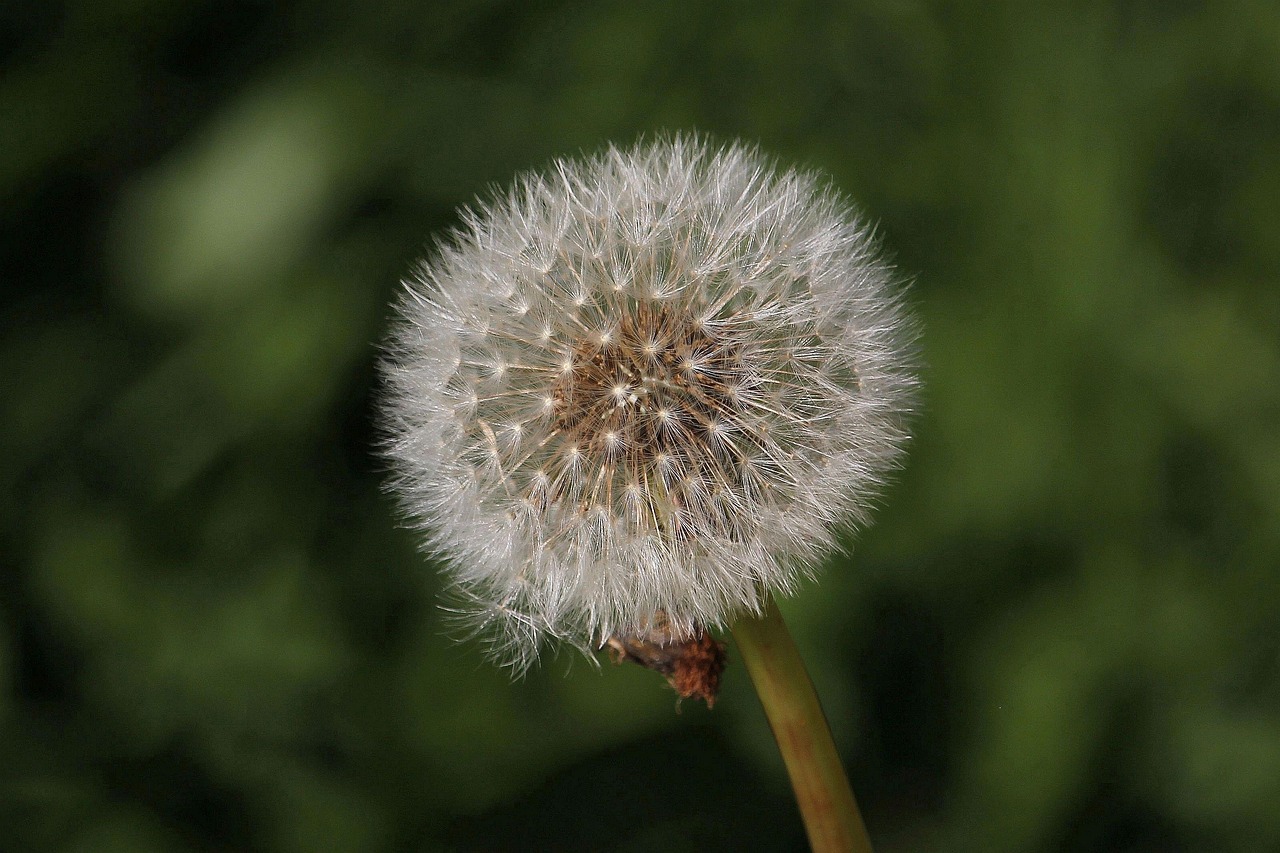 Löwenzahn Natur Pflanze - Kostenloses Foto auf Pixabay