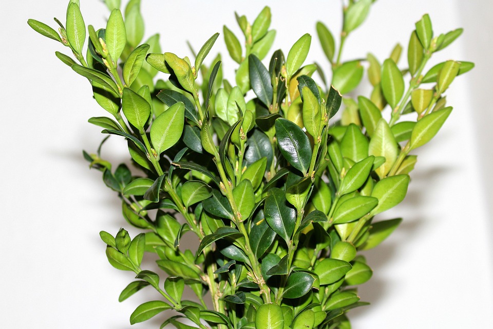 Boxwood Leaf Plant - Free photo on Pixabay - Pixabay