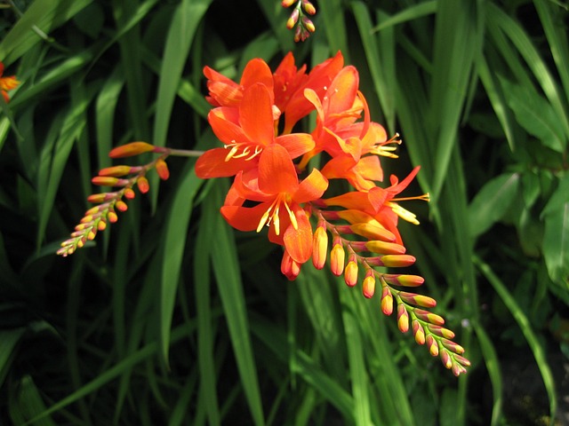 Nature Flora Flower - Free photo on Pixabay
