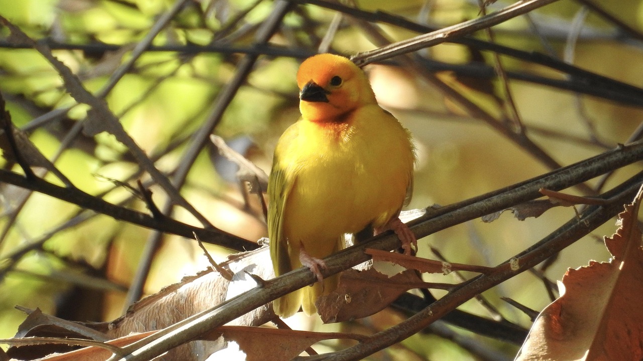 Bird Nature Fauna - Free photo on Pixabay