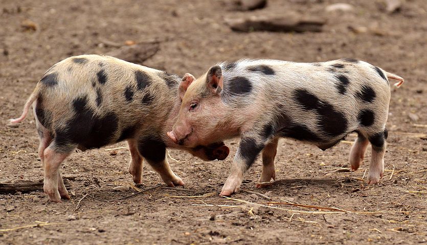 500+ Free Piglet & Pig Photos - Pixabay