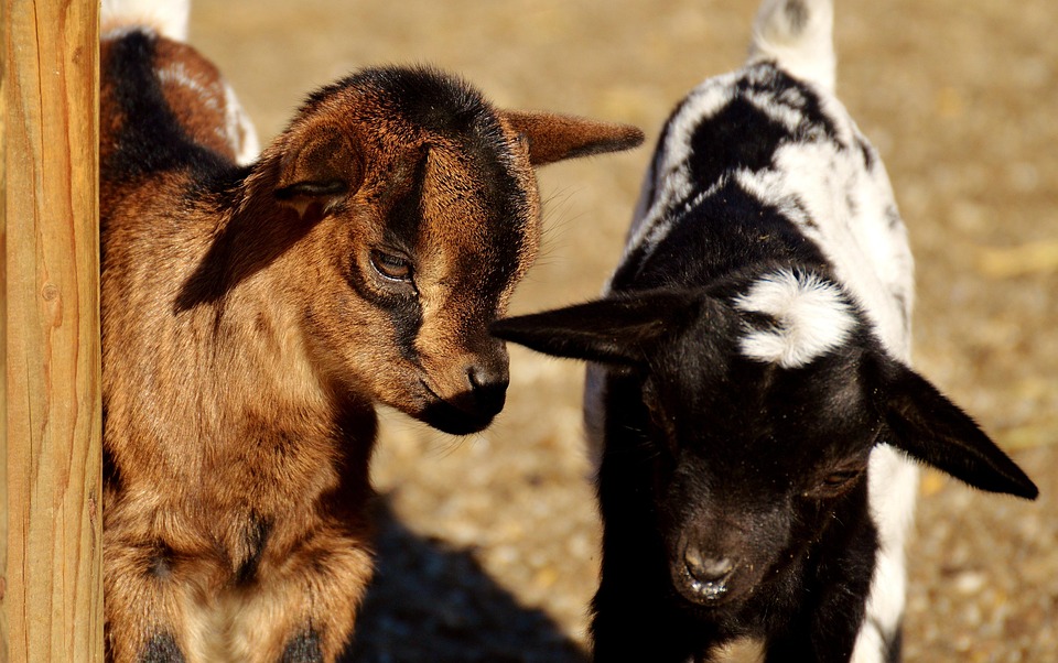 Goat Wildpark Poing Young Animals - Free photo on Pixabay - Pixabay