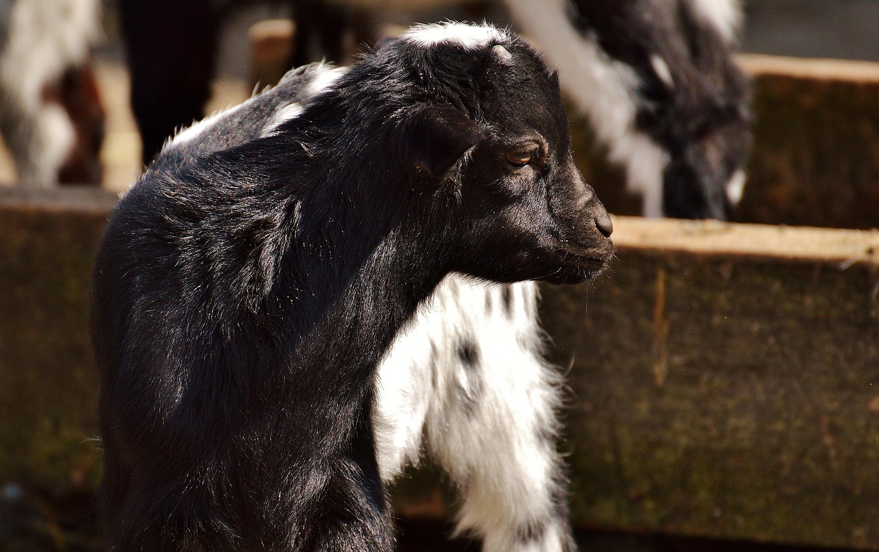 Kambing Taman Liar Poing Hewan - Foto gratis di Pixabay - Pixabay