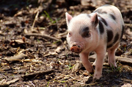 40+ Free Mini Pig & Piglet Images - Pixabay