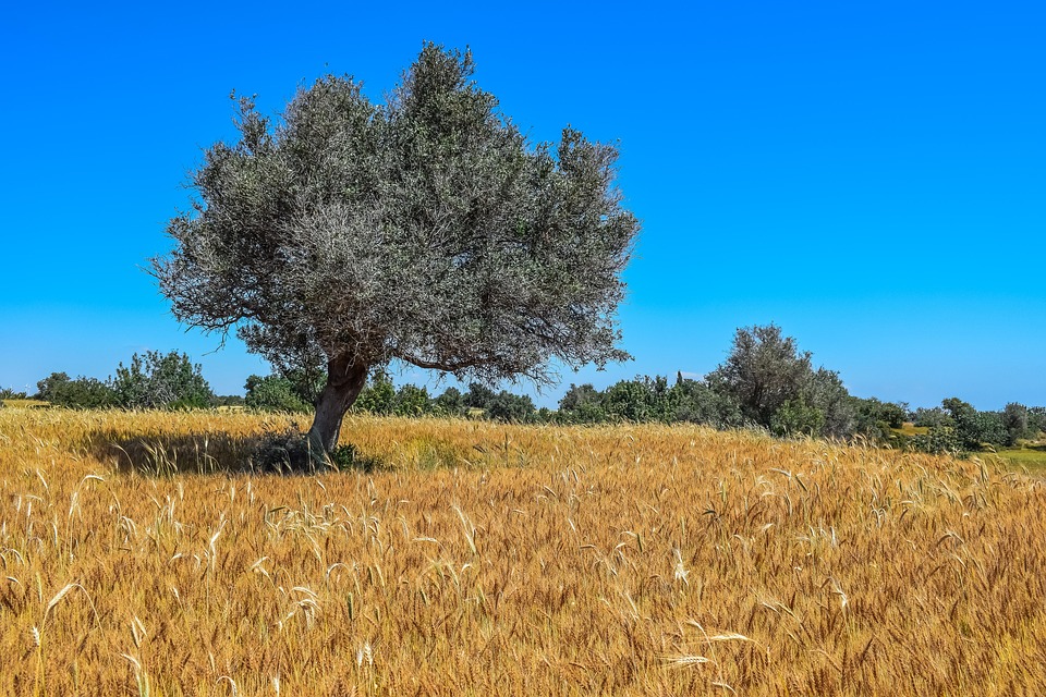 Natur Baum Landschaft - Kostenloses Foto auf Pixabay