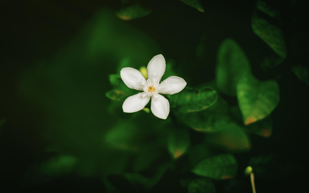 Flower Peach Nature - Free photo on Pixabay - Pixabay