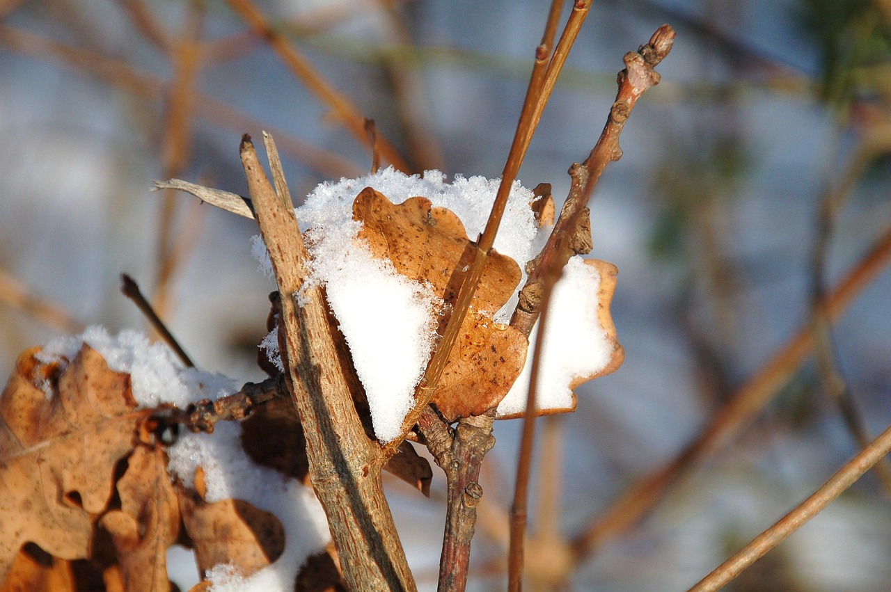 Nature Hiver En Plein Air - Photo gratuite sur Pixabay - Pixabay