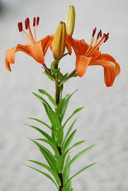 Flor Natureza Plantar - Foto gratuita no Pixabay - Pixabay