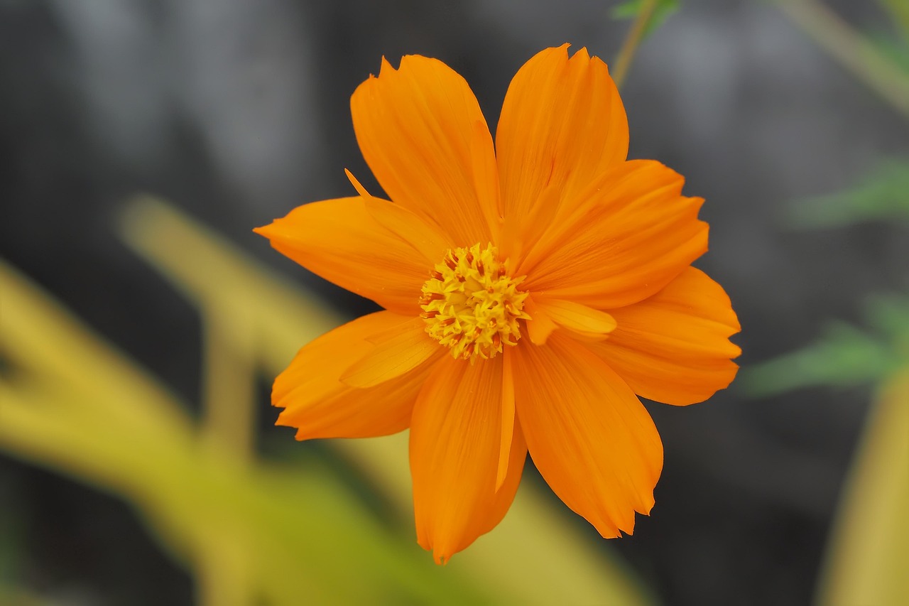 Naturaleza Flor Flora El - Foto gratis en Pixabay - Pixabay