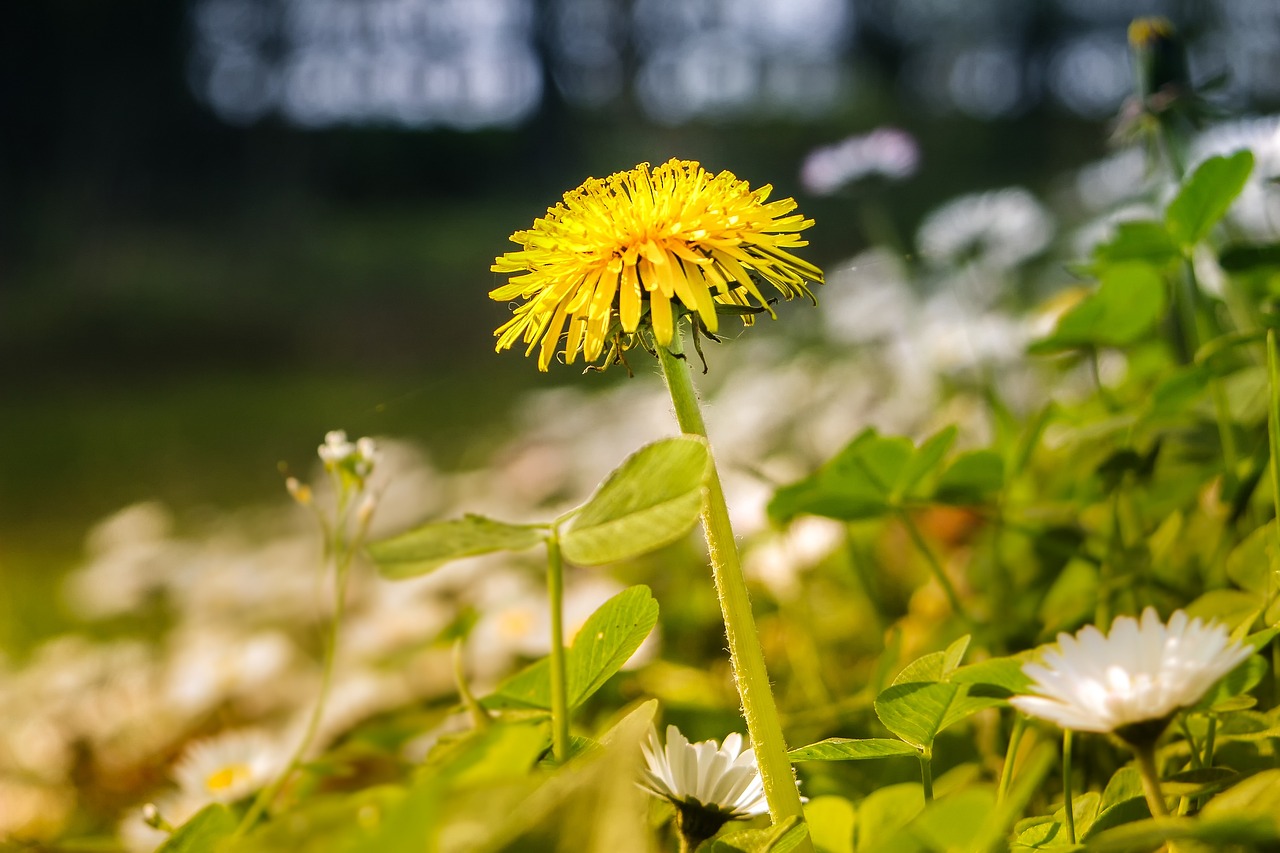 Dandelion Nature Plant - Free photo on Pixabay