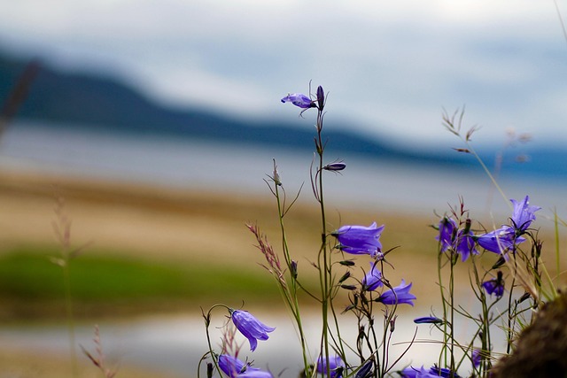 La Nature Fleur Chat Horloge - Photo gratuite sur Pixabay