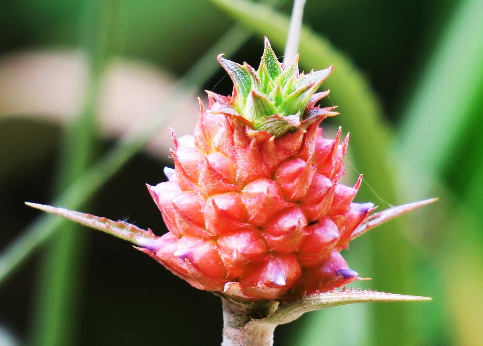 La Nature Feuille Plante - Photo gratuite sur Pixabay - Pixabay