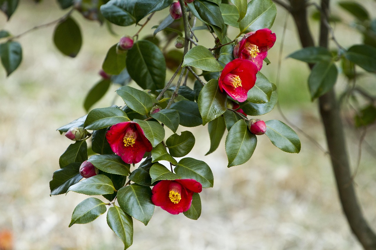 700+ Free Camellia & Nature Images - Pixabay