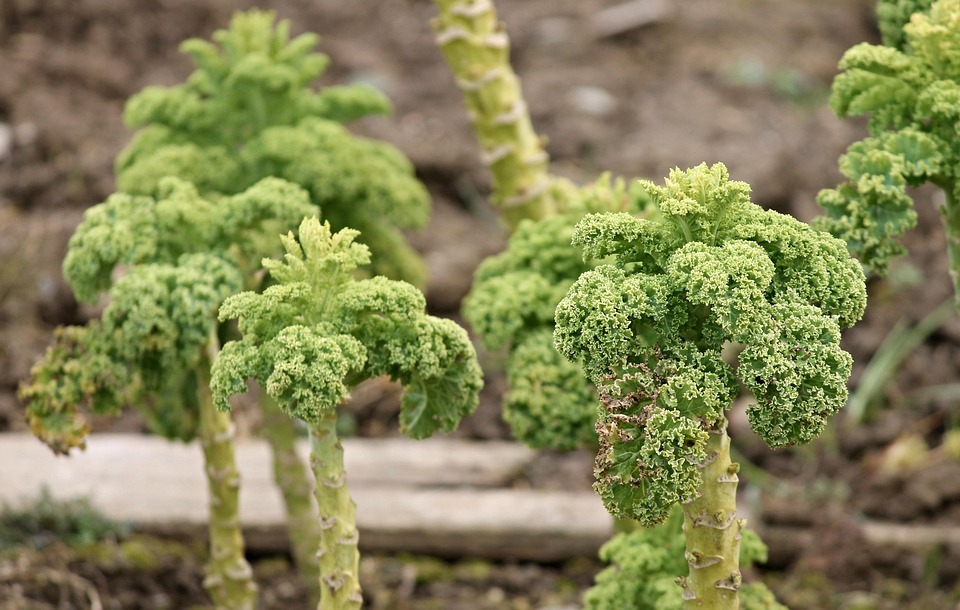 Kale Cabbage Plants - Free photo on Pixabay