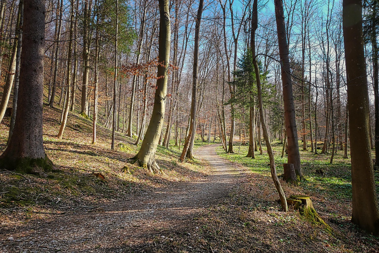 Wood Tree Nature - Free photo on Pixabay