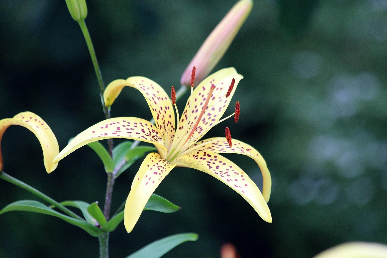 Lily Nature Plant - Free photo on Pixabay