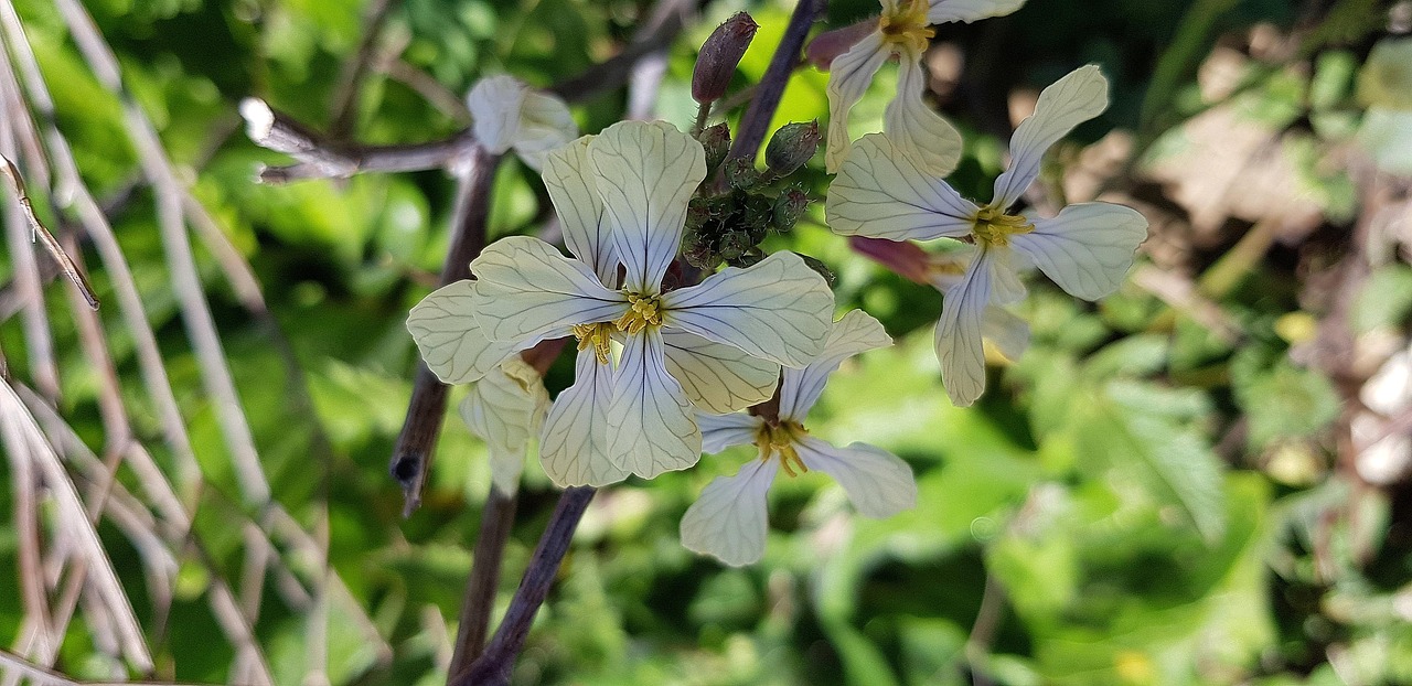 La Nature Plante Botanique - Photo gratuite sur Pixabay - Pixabay