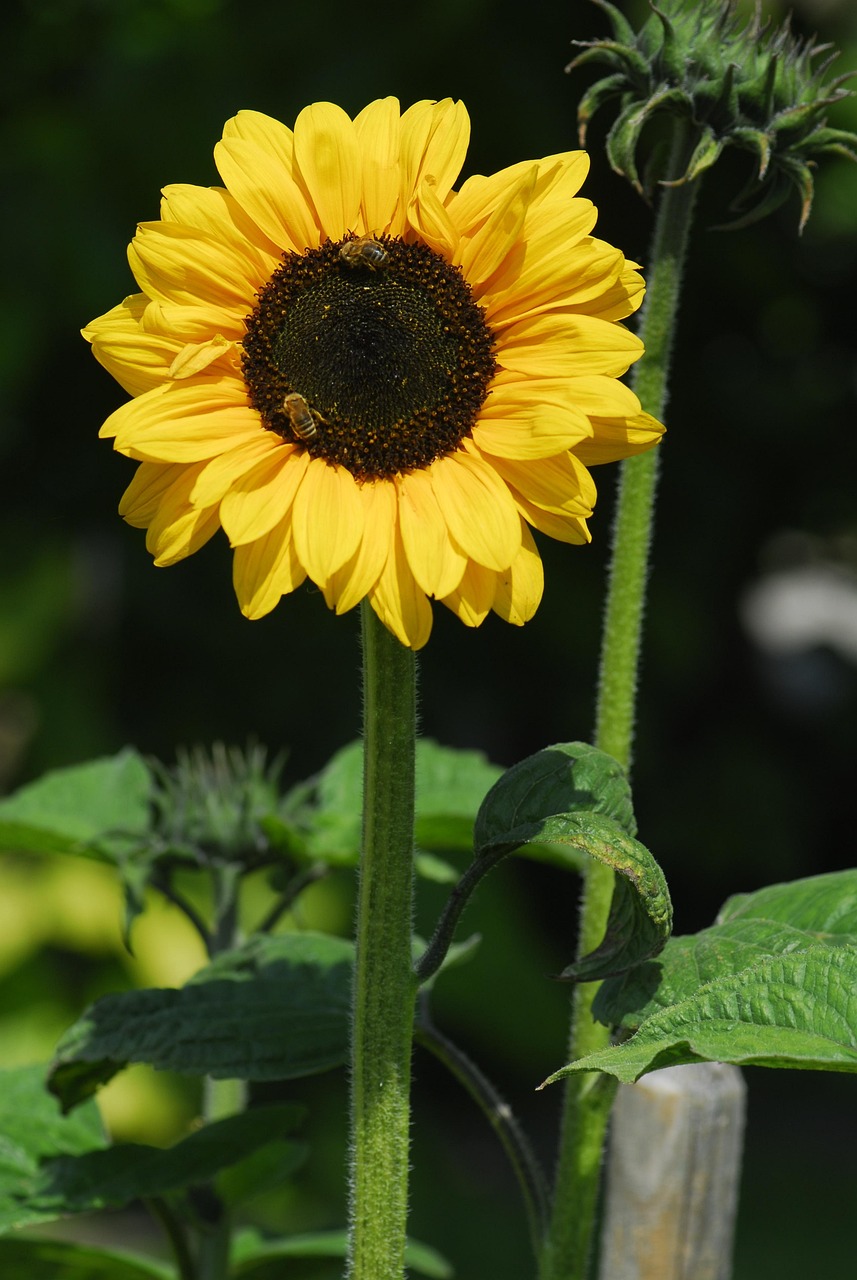 Nature Plant Flower - Free photo on Pixabay