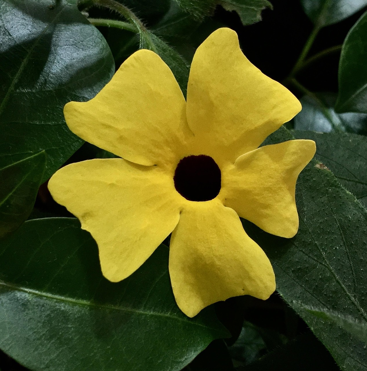 Yellow Flower Petals - Free photo on Pixabay - Pixabay