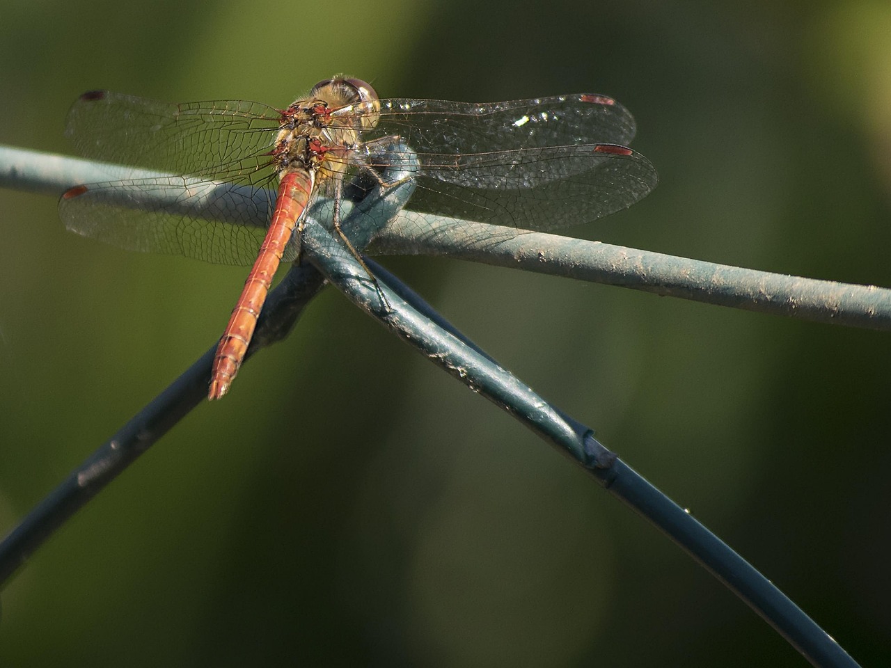200+ Free Darter & Dragonfly Images - Pixabay