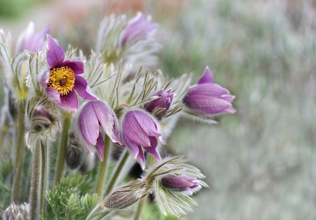 400 000 Free Flowers Images Flower Photos HD Pixabay 400 000 Free Flowers Images Flower Photos HD Pixabay